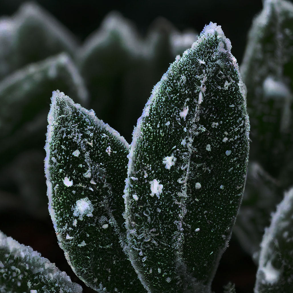 Winter Garden Prep Supplies, Tools & Accessories – Greenhouse Megastore