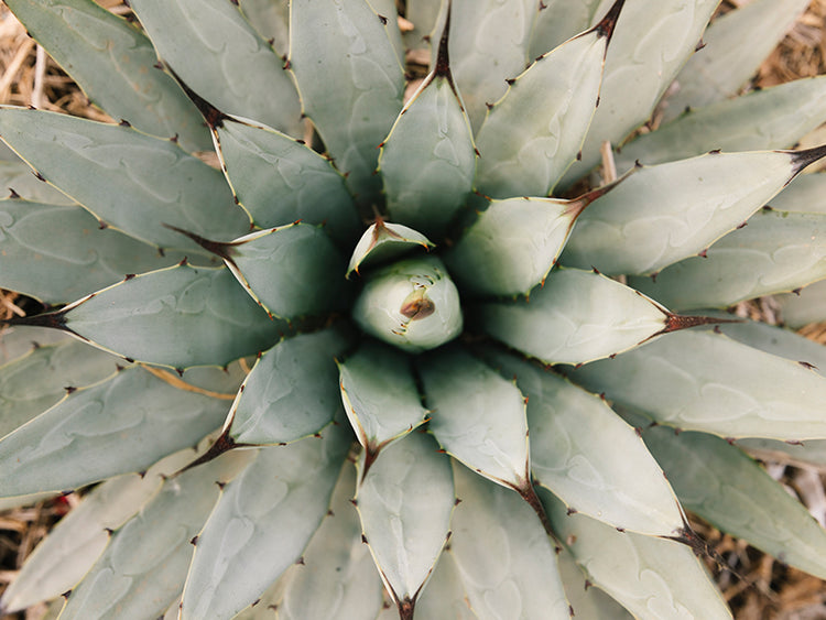 Agave – Greenhouse Megastore
