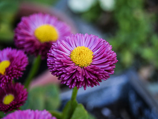 Asters – Greenhouse Megastore