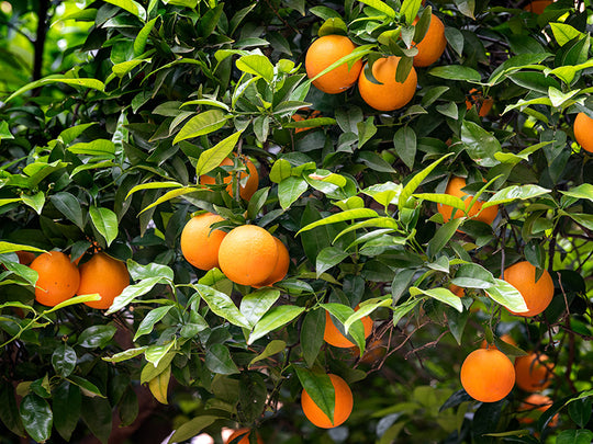 Clementine Tree – Greenhouse Megastore