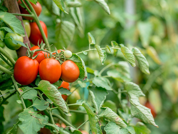Tomatoes – Greenhouse Megastore