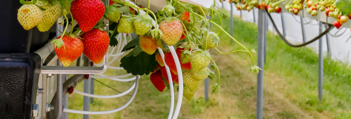 Garden & Greenhouse Irrigation, Watering & Hydroponic Systems ...