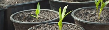 Plant Pots for Sale | Nursery & Garden Pots - Greenhouse Megastore