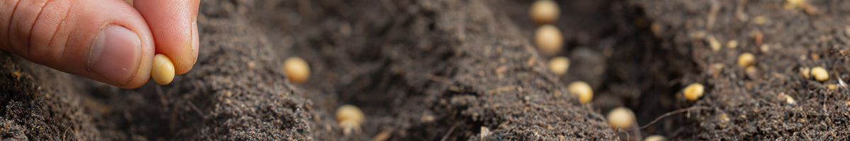 Greenhouse & Garden Seeds for Vegetables, Flowers & Herbs - Greenhouse ...