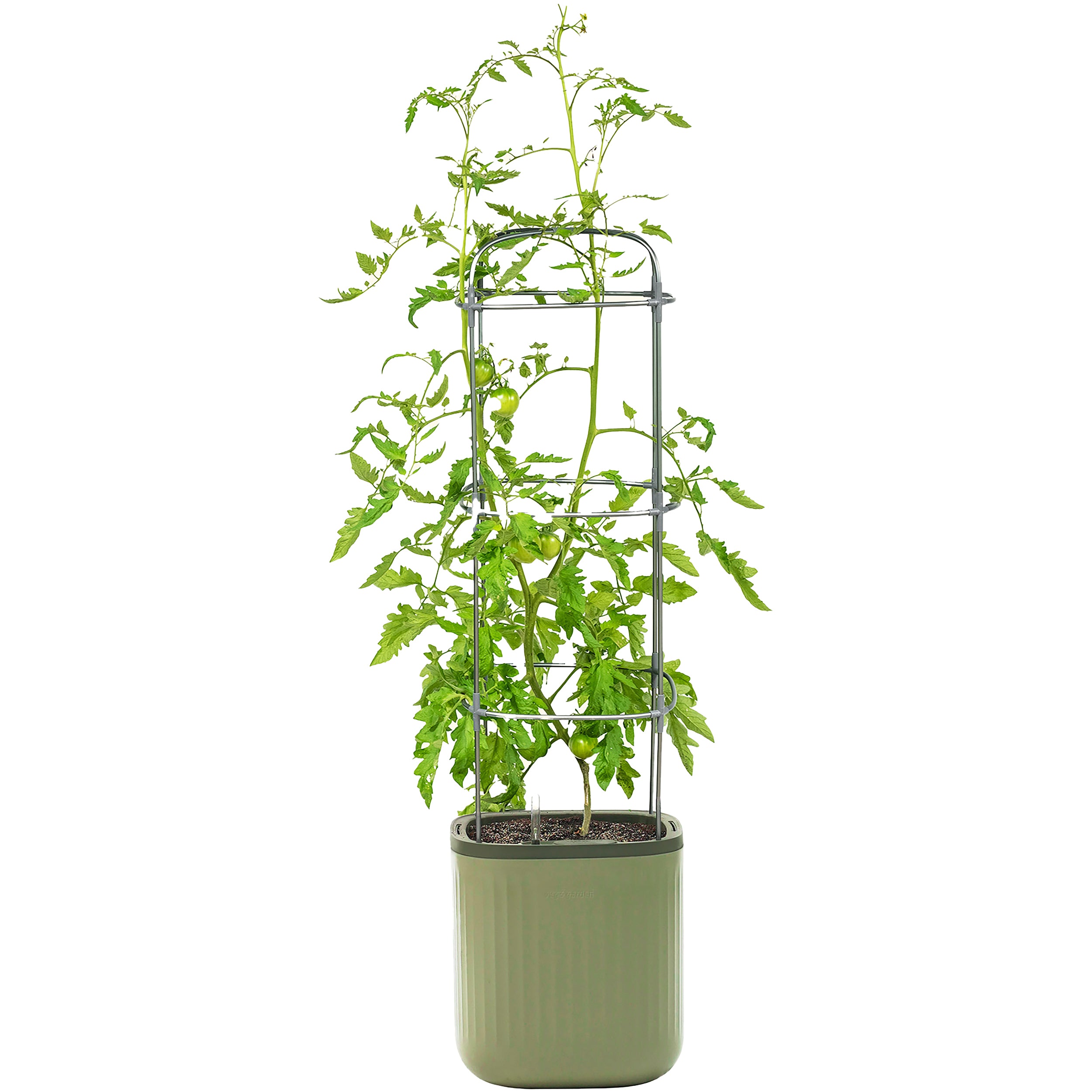 Vego Garden® EZ Self-Watering Tomato Planter with Trellis - Greenhouse ...