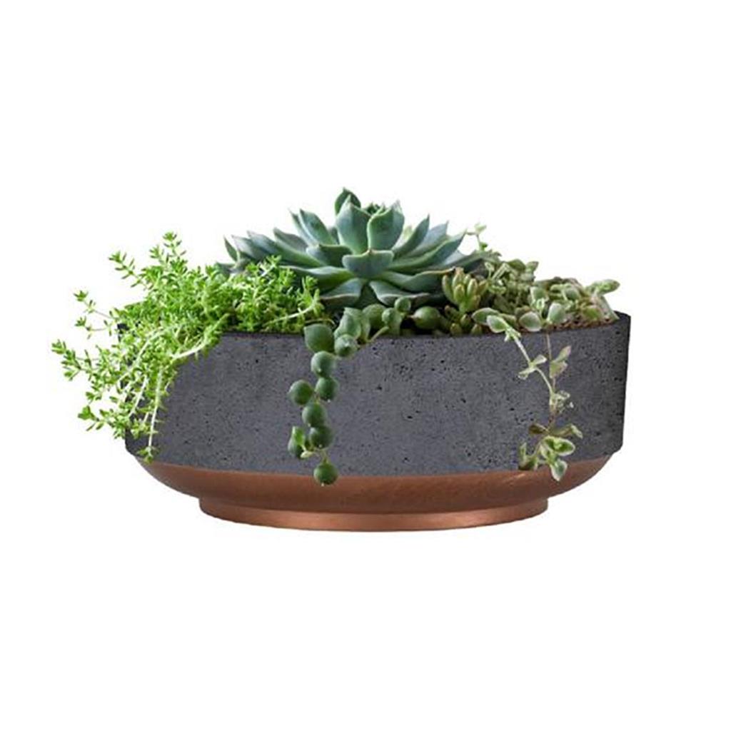 Succulent 8 in. Capri Bowl Planter – Greenhouse Megastore