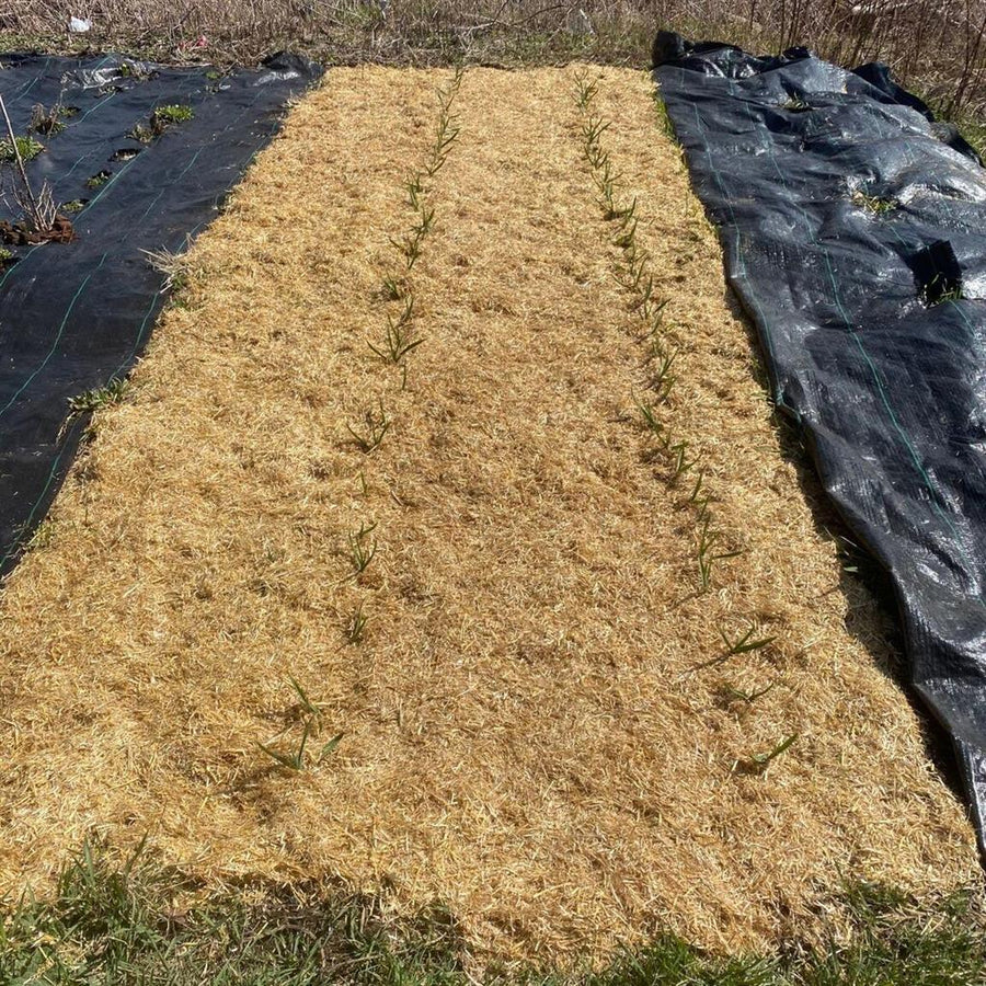 HealthiStraw™ GardenStraw™ Wheat Straw Mulch – Greenhouse Megastore