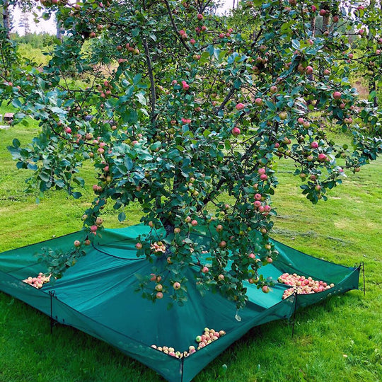 The Original Fruit Collector Tree Harvesting Net – Greenhouse Megastore